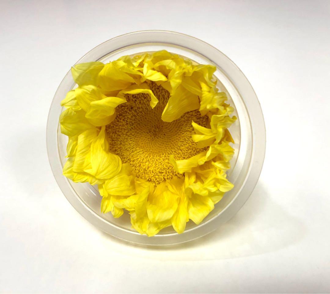 Preserved Sunflower, Hobbies & Toys, Stationery & Craft, Flowers ...