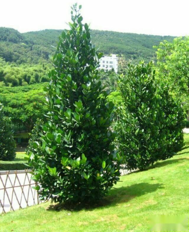 Fukugi Tree (菲島福木) seeds., 傢俬＆家居, 園藝, 植物及種子 - Carousell