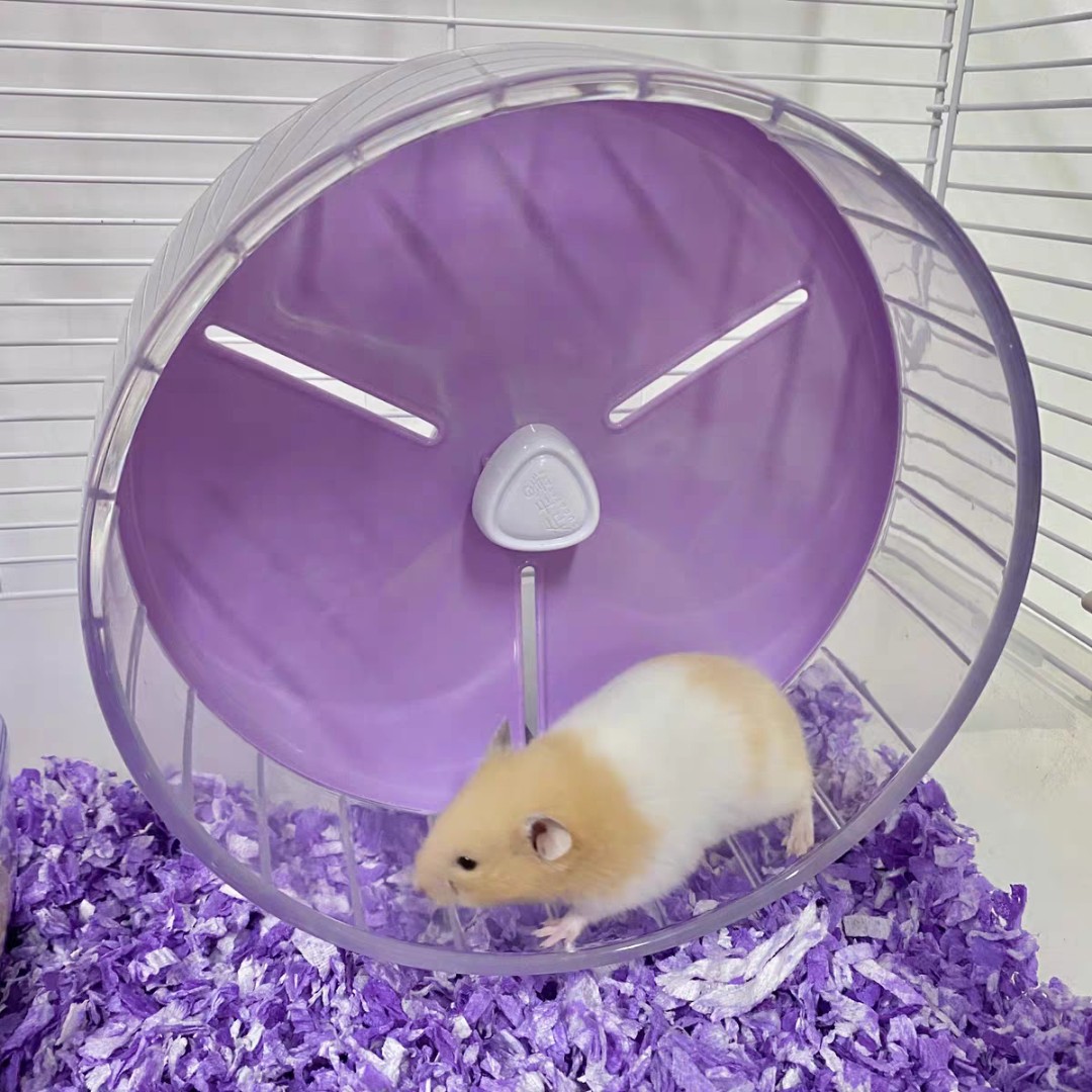 Hamster wheels 21cm BUCATSTATE, Pet Supplies, Homes & Other Pet ...