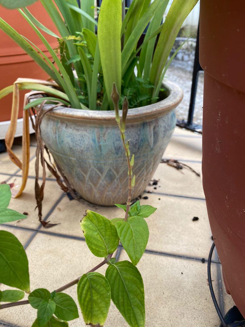 Hippeastrum Roseum (Rare Lilies), Furniture & Home Living, Gardening ...