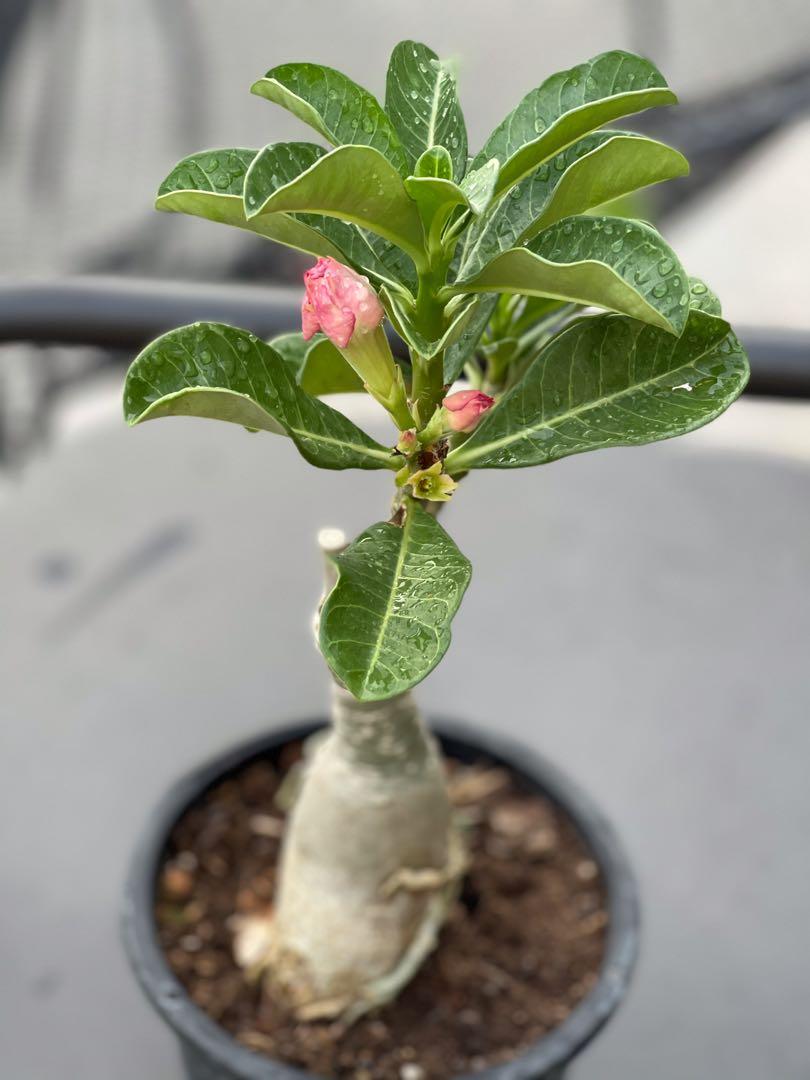 Adenium ( desert rose ) Fu Gui Hua plant, Furniture & Home Living ...