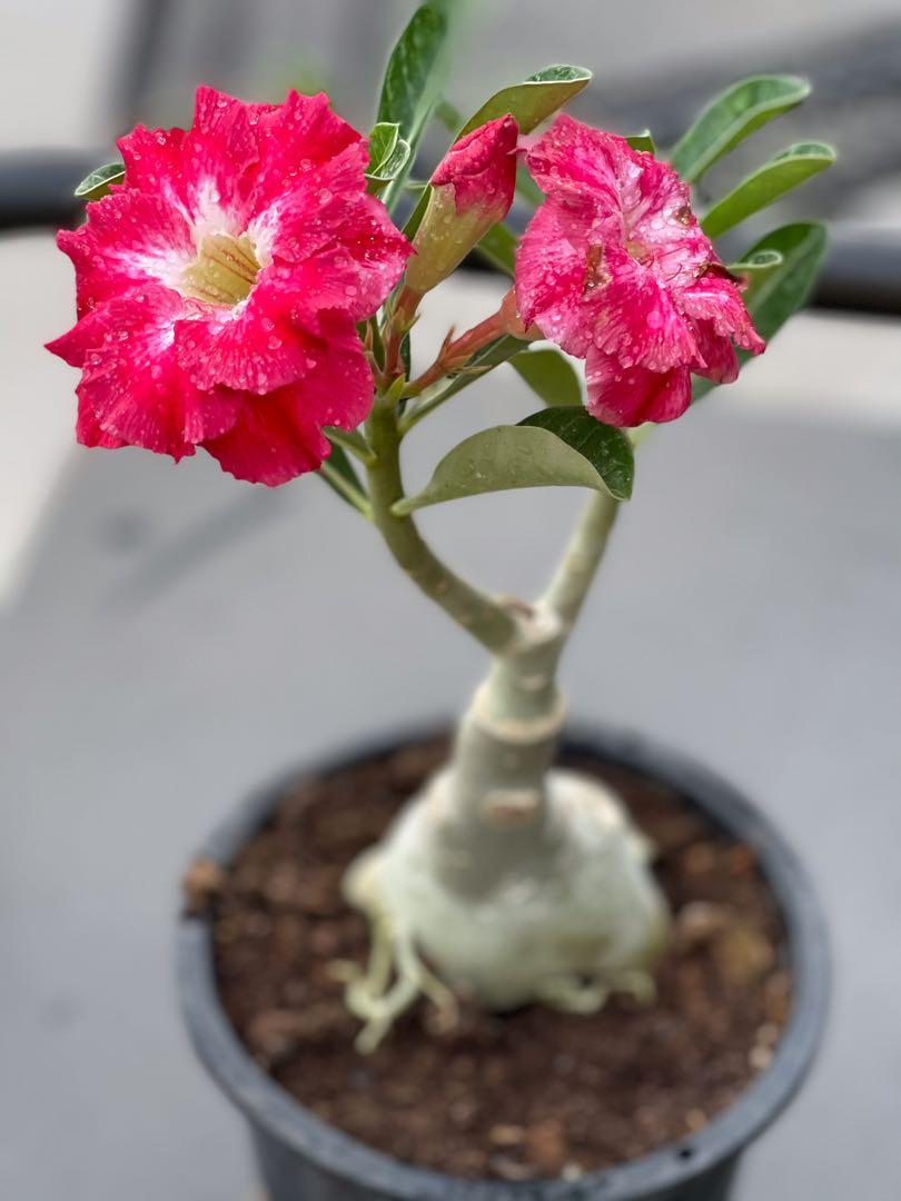 Adenium ( desert rose ) Fu Gui Hua plant, Furniture & Home Living ...