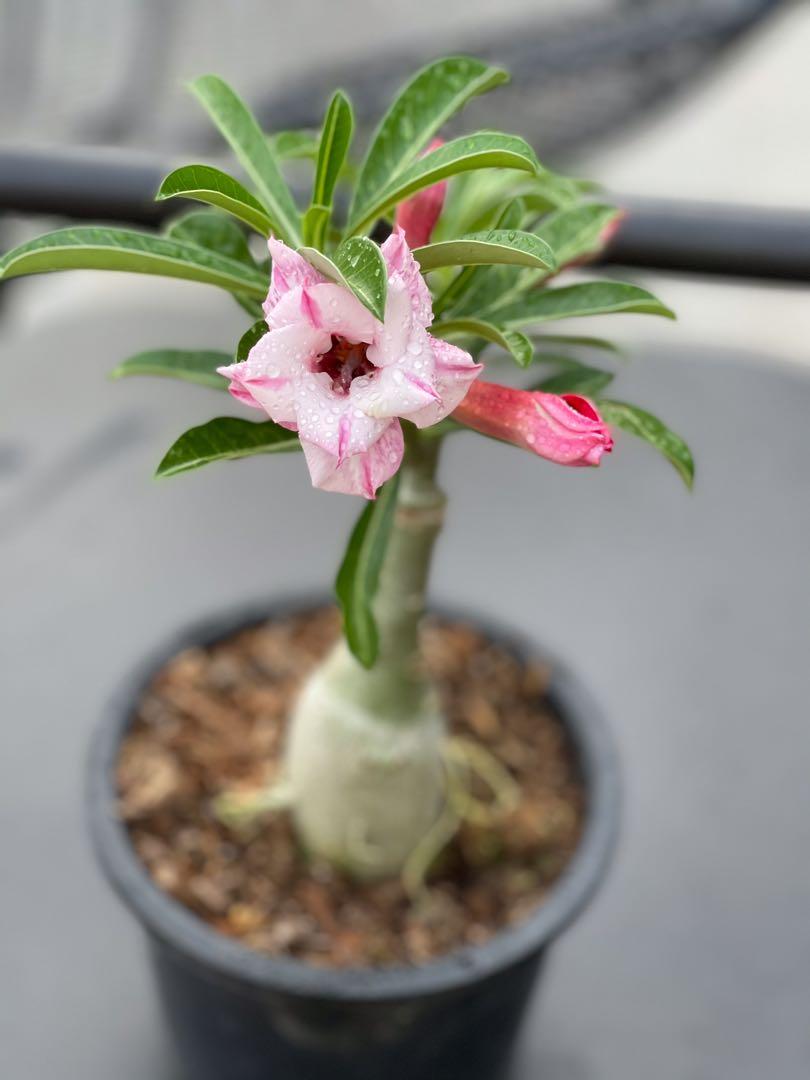 Adenium ( desert rose ) Fu Gui Hua plant, Furniture & Home Living ...