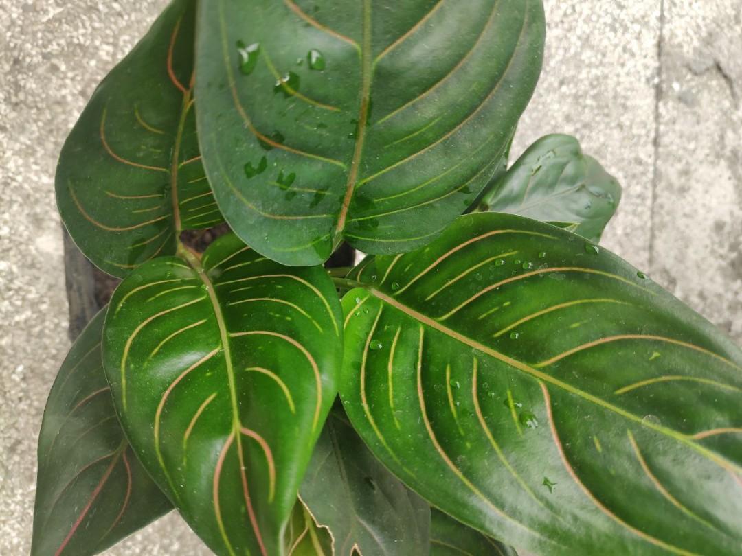 Aglaonema Rotundum Tiger, Furniture & Home Living, Gardening, Plants ...