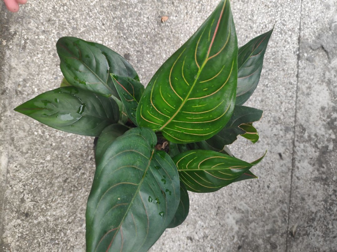 Aglaonema Rotundum Tiger, Furniture & Home Living, Gardening, Plants ...
