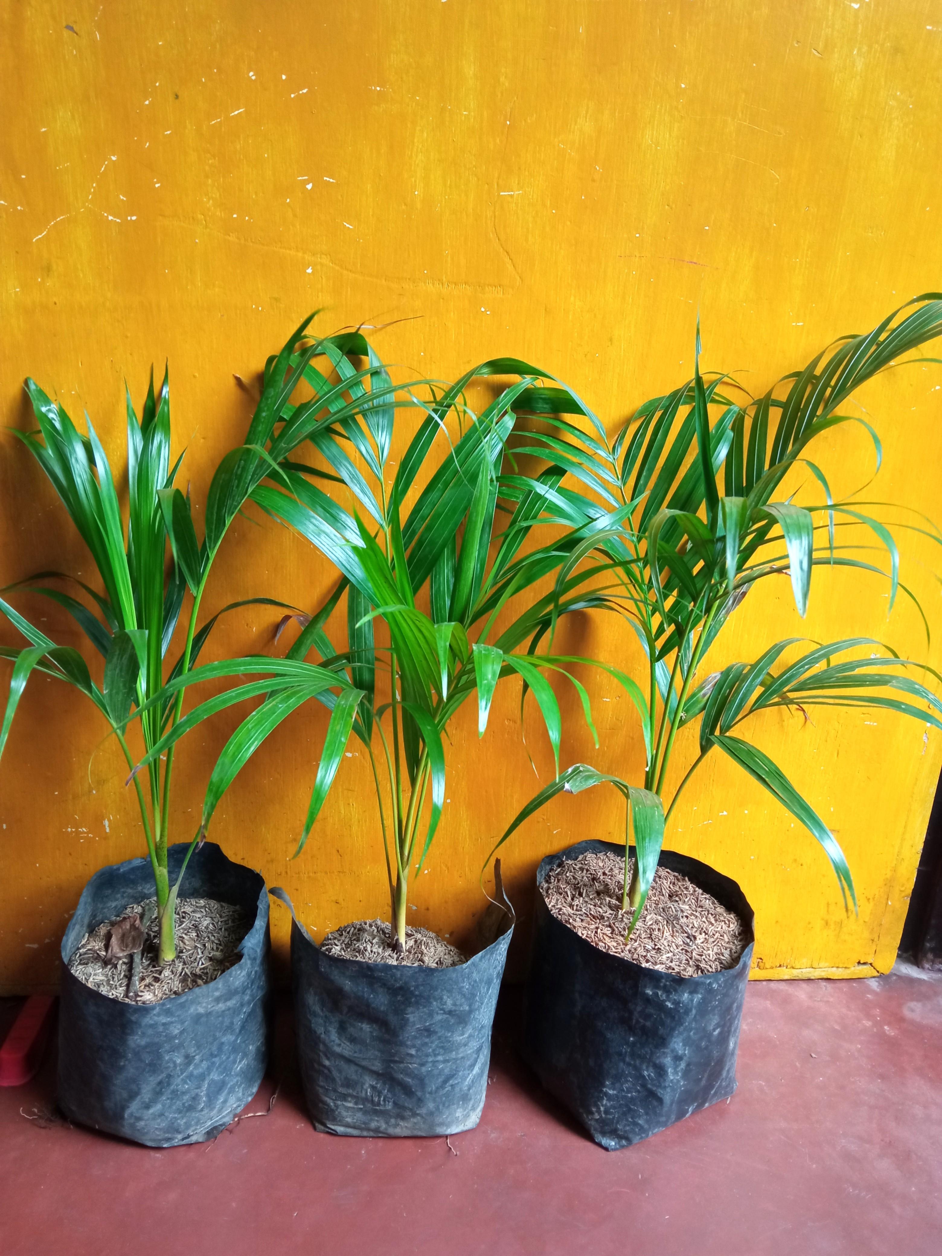 Areca or palmera plants (Medium) indoor/outdoor, Furniture & Home ...