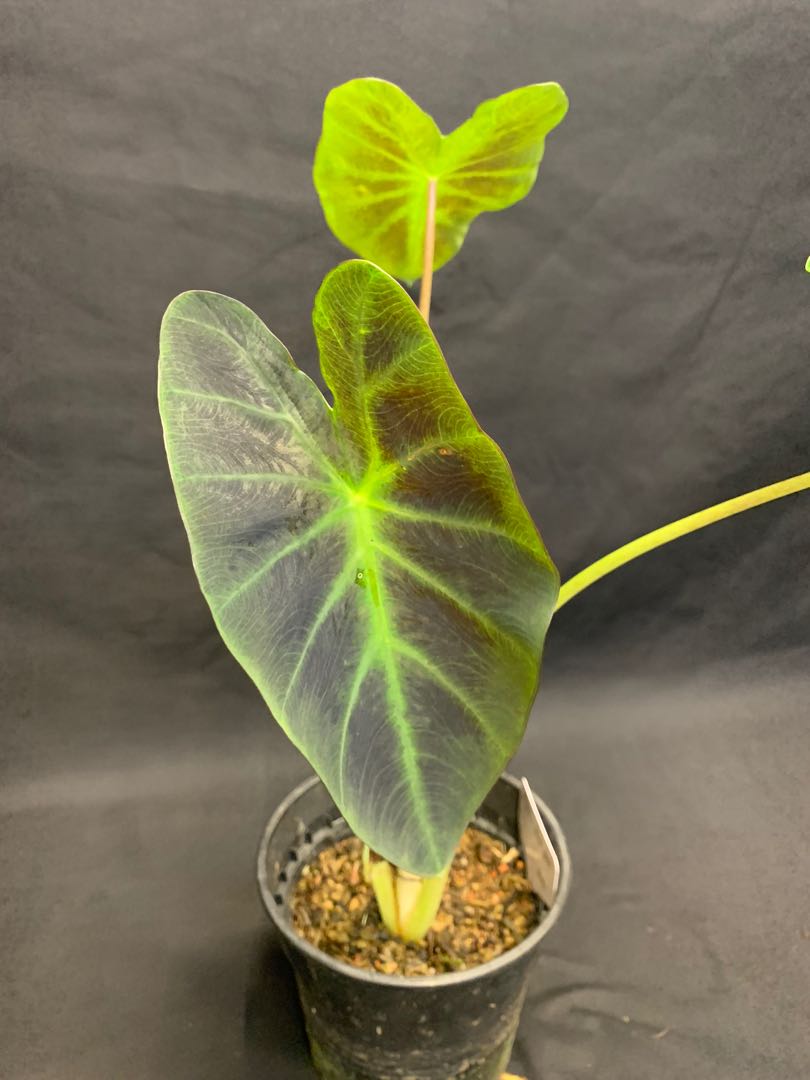 Colocasia aloha, Furniture & Home Living, Gardening, Plants & Seeds on ...