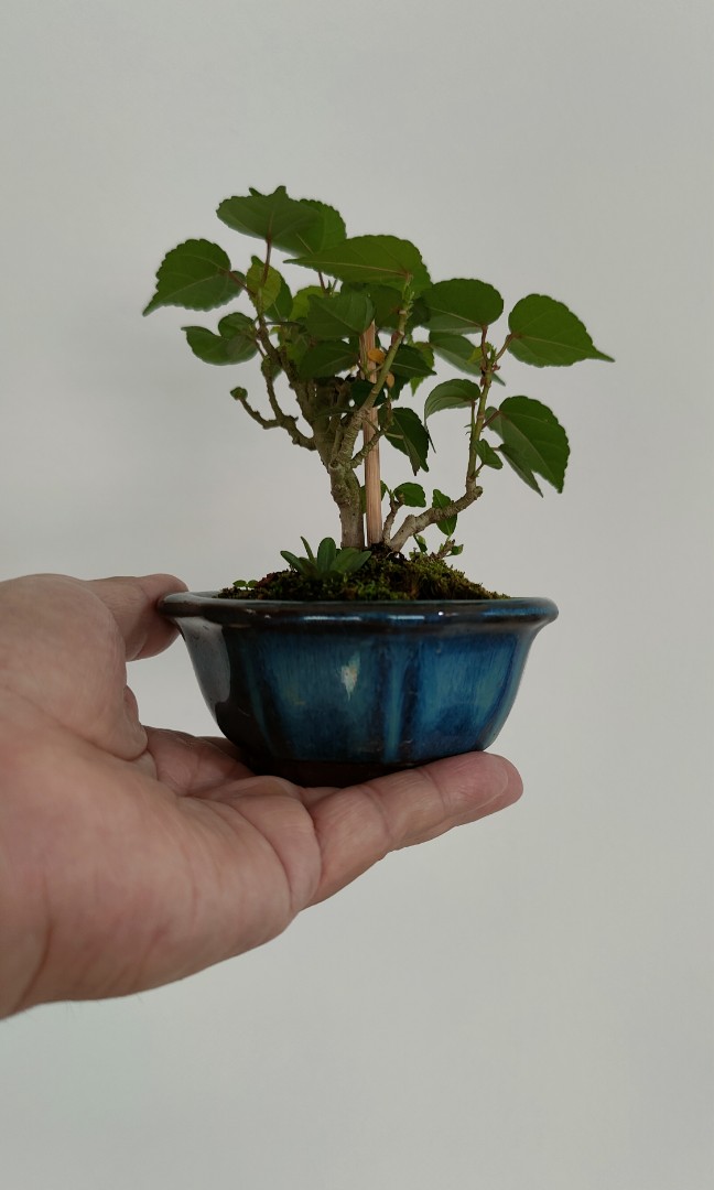 黄槿盆栽台湾Hibiscus tiliaceus, Furniture & Home Living, Gardening, Plants ...