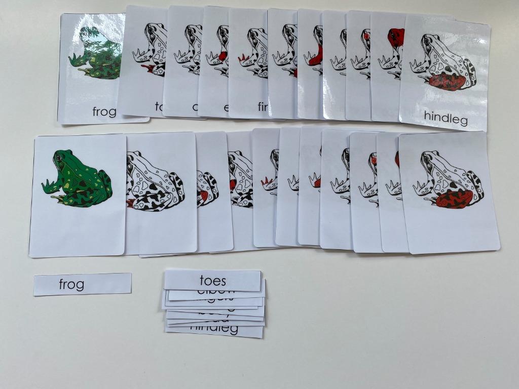 Montessori All about Frogs - Life Cycle Frog Miniature Models/ 4 part ...