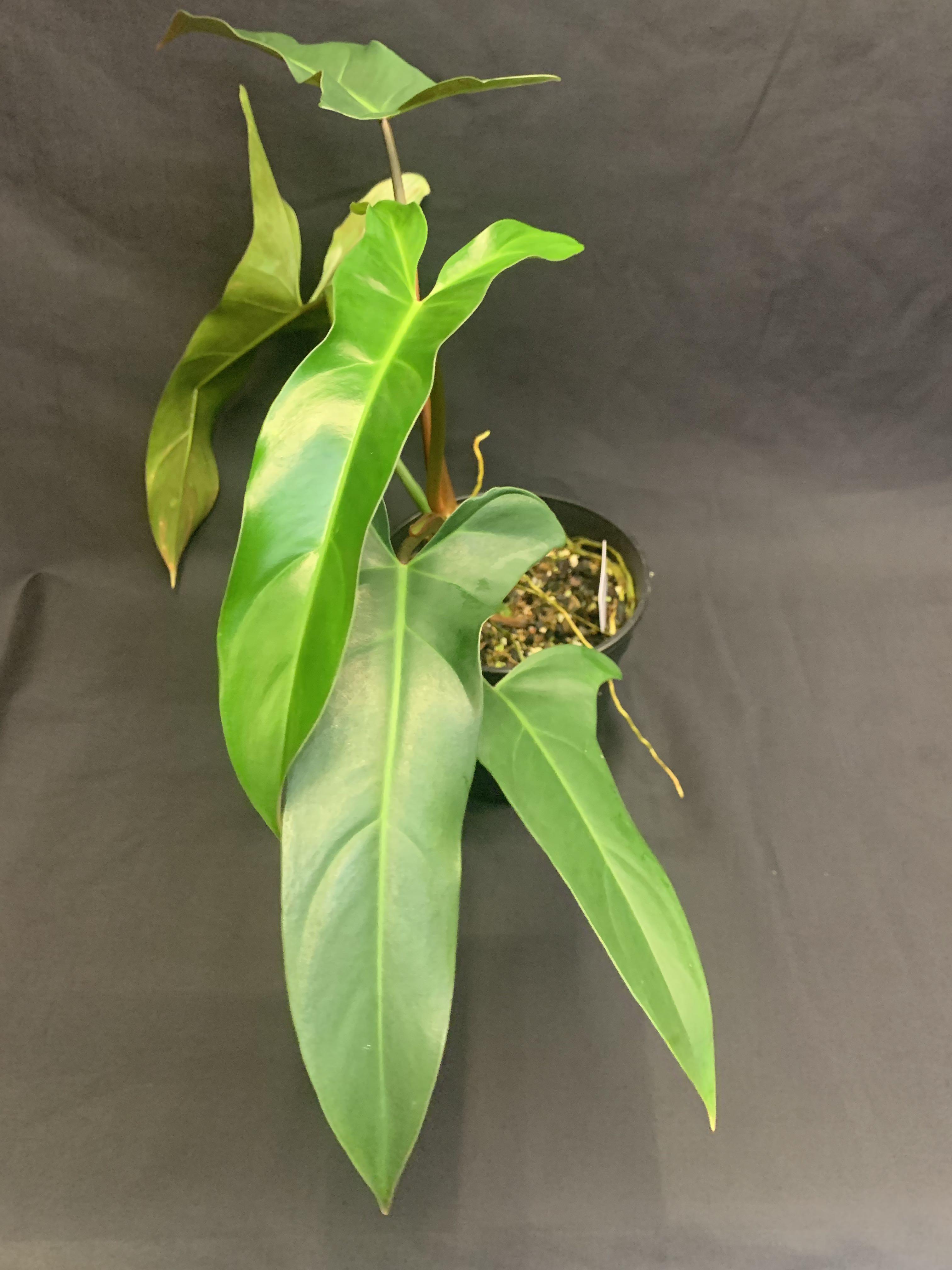 Philodendron Mexicanum, Furniture & Home Living, Gardening, Plants ...