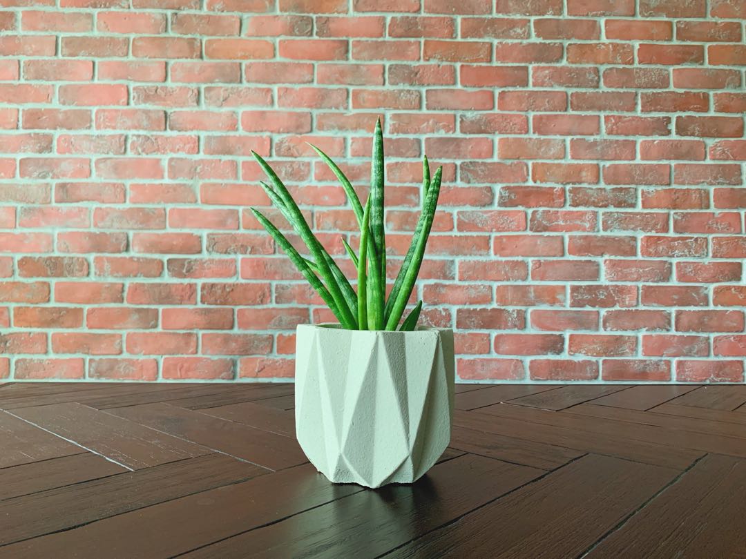 Potted Plants: Cylindrical Snake Plant (Sansevieria Cylindrica) in Off ...