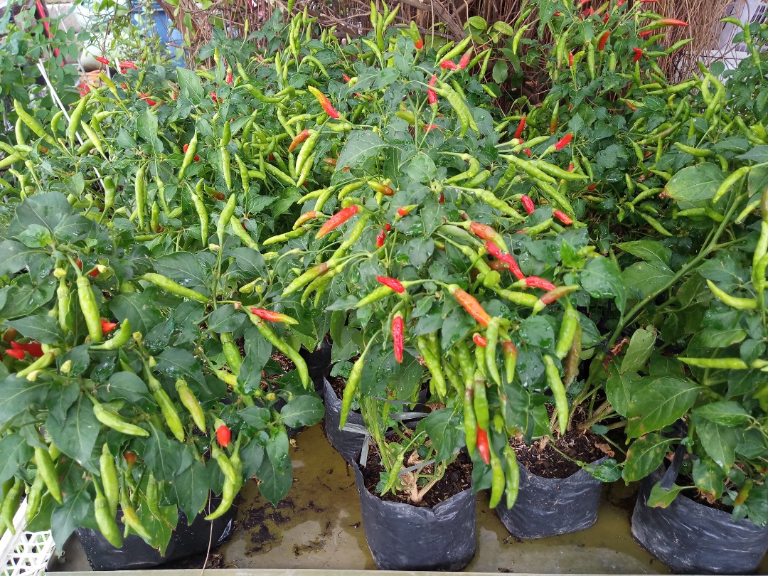 Siling Labuyo, Furniture & Home Living, Gardening, Plants & Seeds on ...