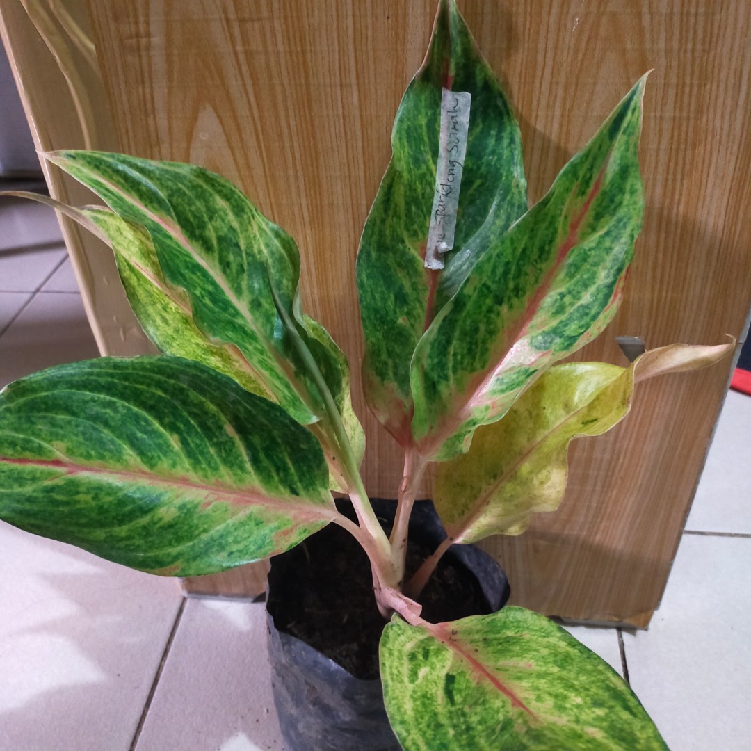 Aglaonema bundle, Furniture & Home Living, Gardening, Plants & Seeds on Carousell