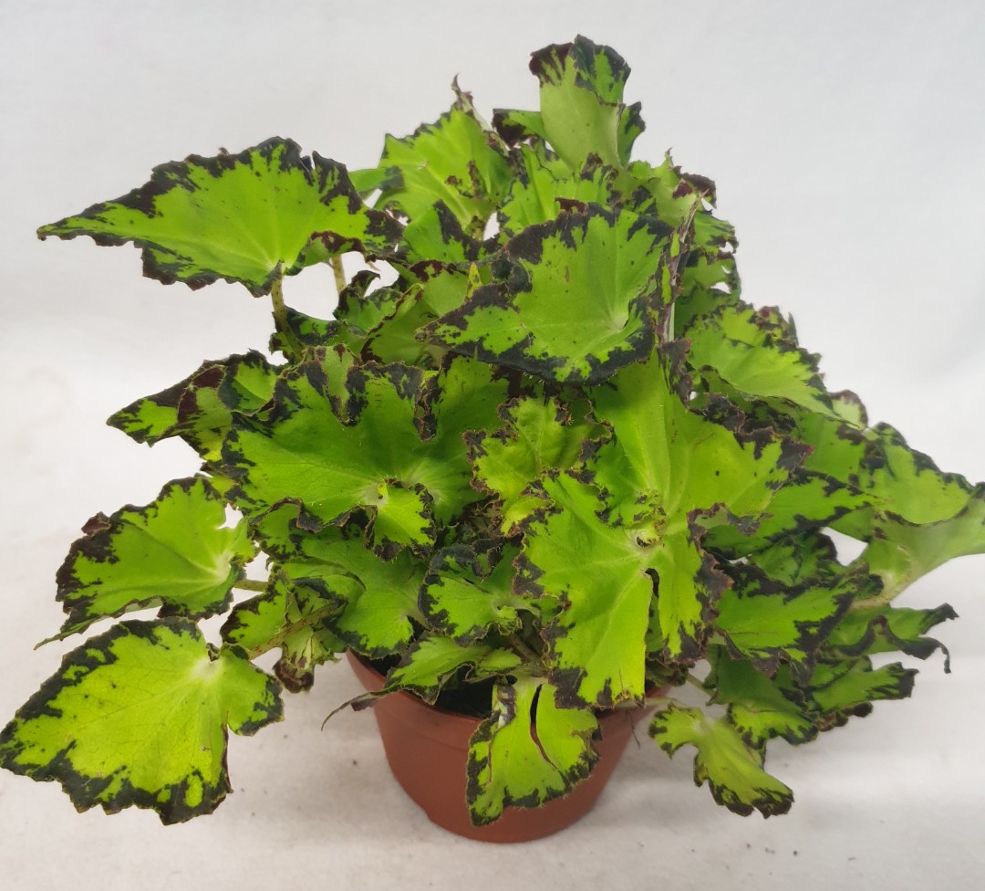 Begonia Jive, Furniture & Home Living, Gardening, Plants & Seeds on ...