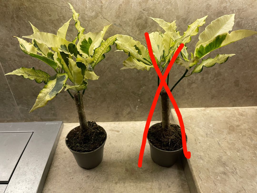 Croton Tamara Variegated, Furniture & Home Living, Gardening, Plants ...