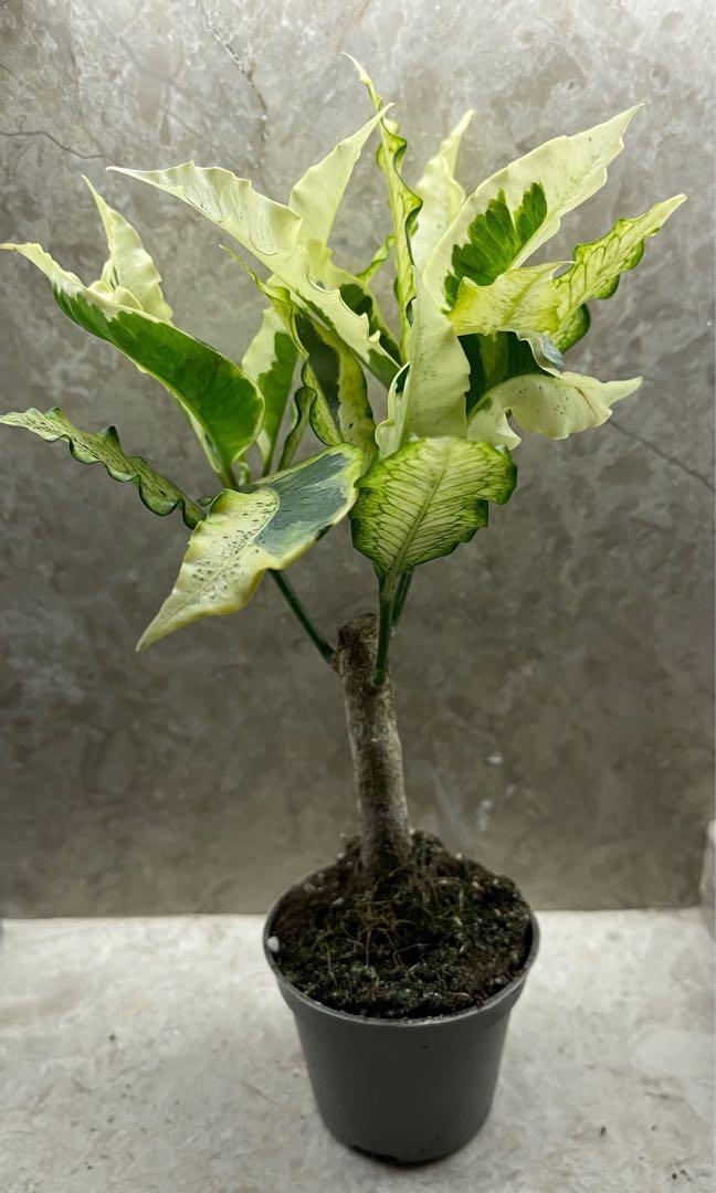 Croton Tamara Variegated, Furniture & Home Living, Gardening, Plants ...