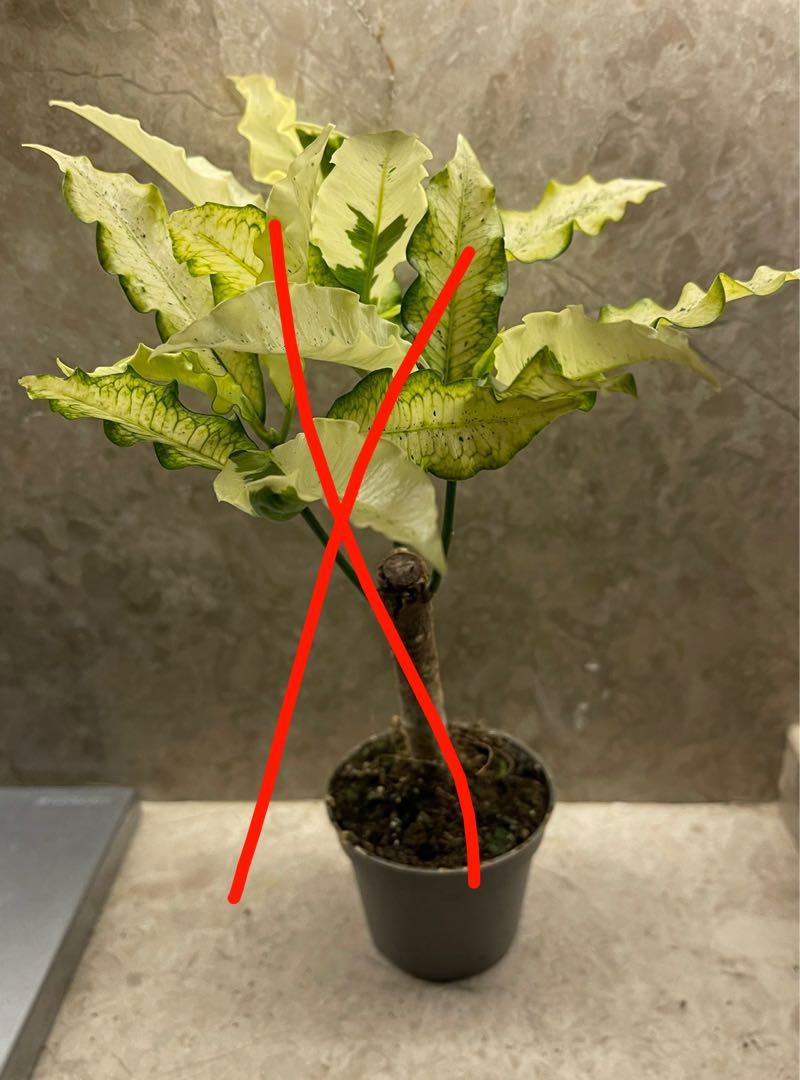 Croton Tamara Variegated, Furniture & Home Living, Gardening, Plants ...