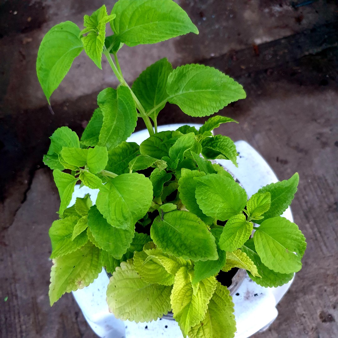 Mayana Plant (Coleus) with Neon Green leaves, Furniture & Home Living ...