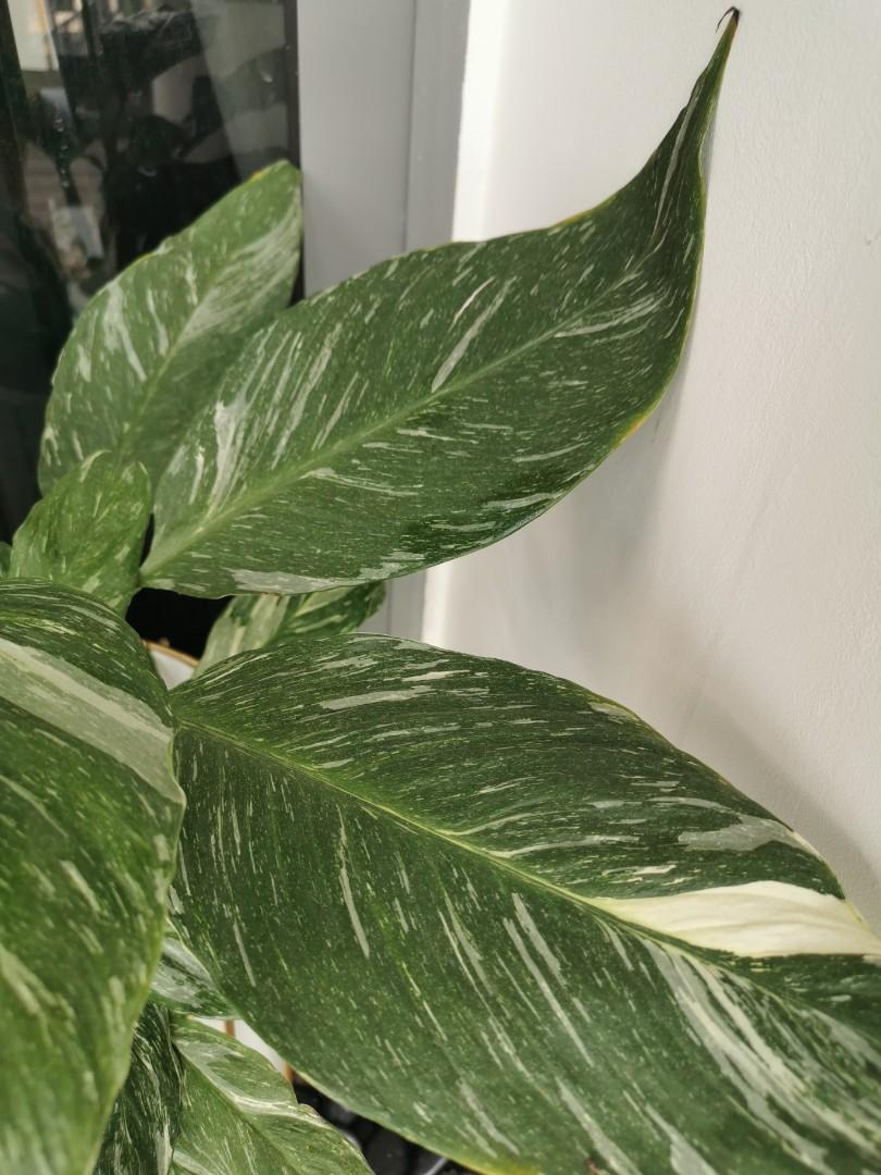 Rare variegated Peace Lily Plant 'Domino' from Holland, Gardening ...