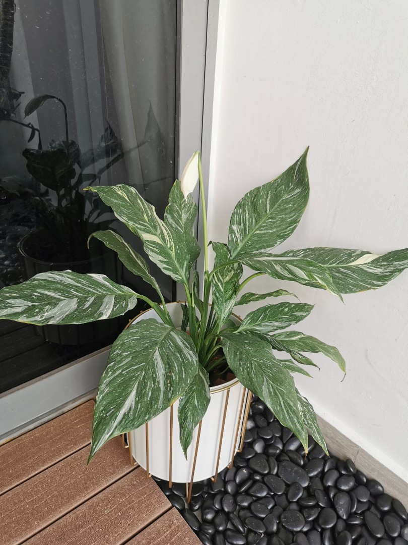 Rare variegated Peace Lily Plant 'Domino' from Holland, Gardening ...