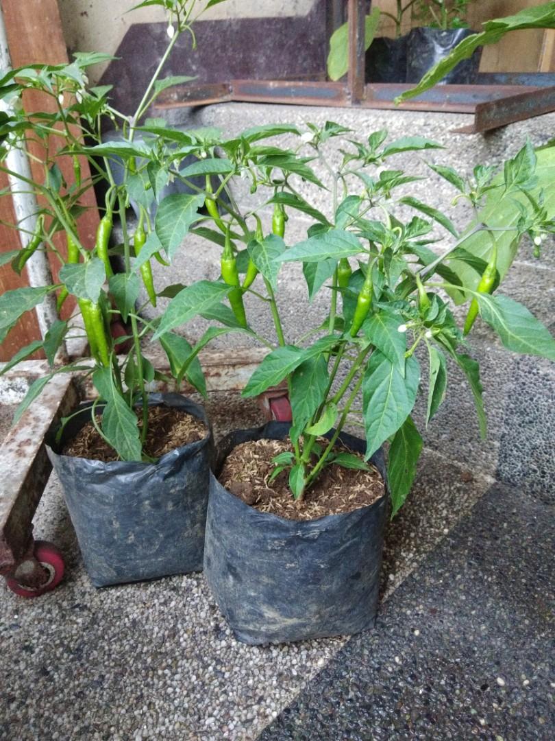 sili plants pangsigang, Furniture & Home Living, Gardening, Plants ...