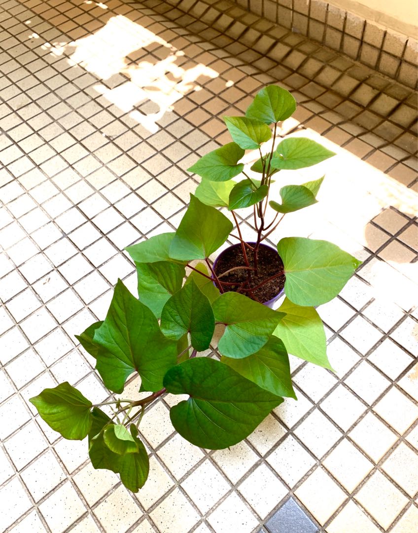 Beni haruka sweet potato plants donki, Furniture & Home Living ...