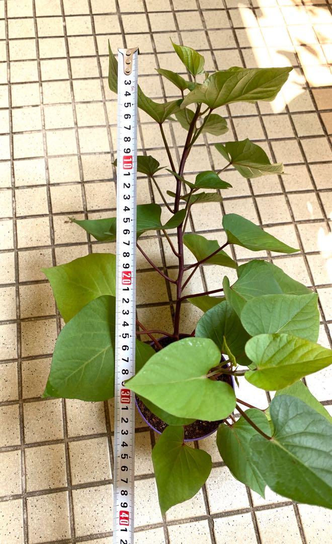 Beni haruka sweet potato plants donki, Furniture & Home Living ...