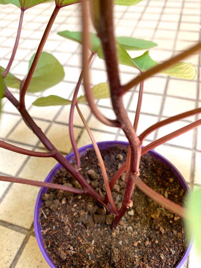 Beni haruka sweet potato plants donki, Furniture & Home Living ...