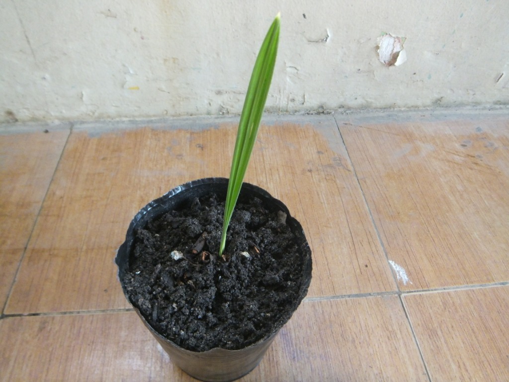 Dates seedling Plant small brown, Furniture & Home Living, Gardening ...