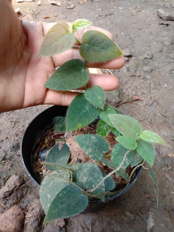 Ficus Vilosa R150421-44, Furniture & Home Living, Gardening, Plants ...