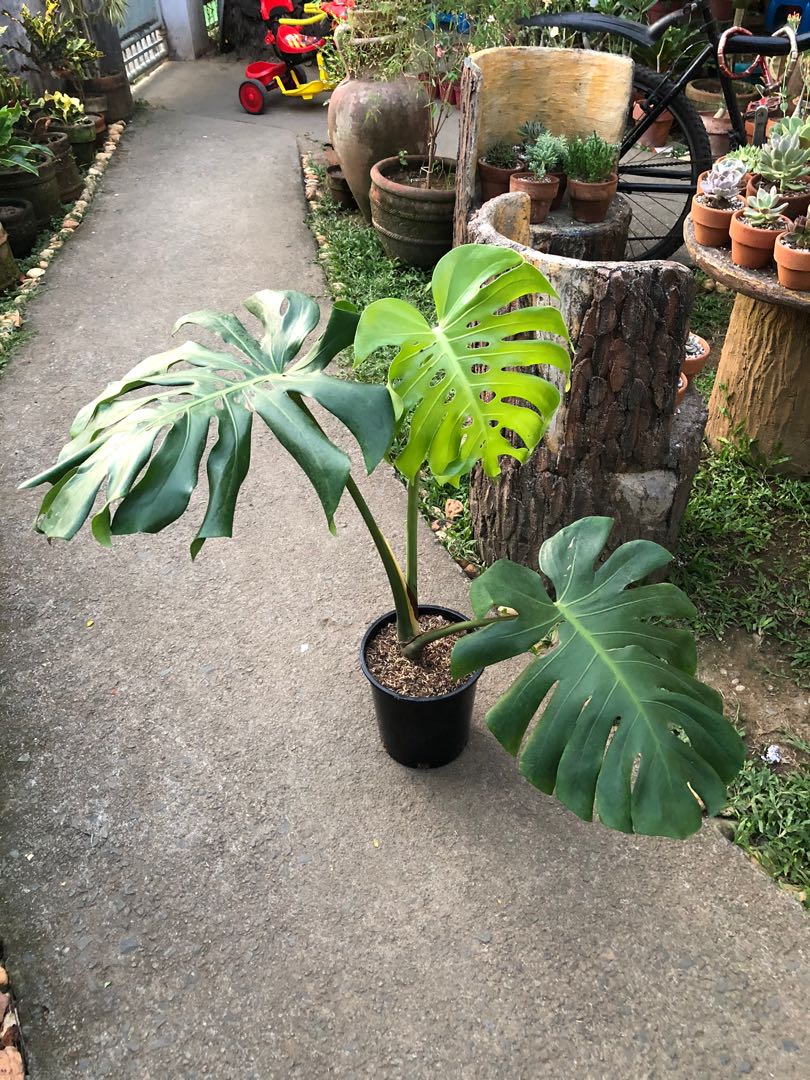 Giant Monstera Deliciosa, Furniture & Home Living, Gardening, Plants ...