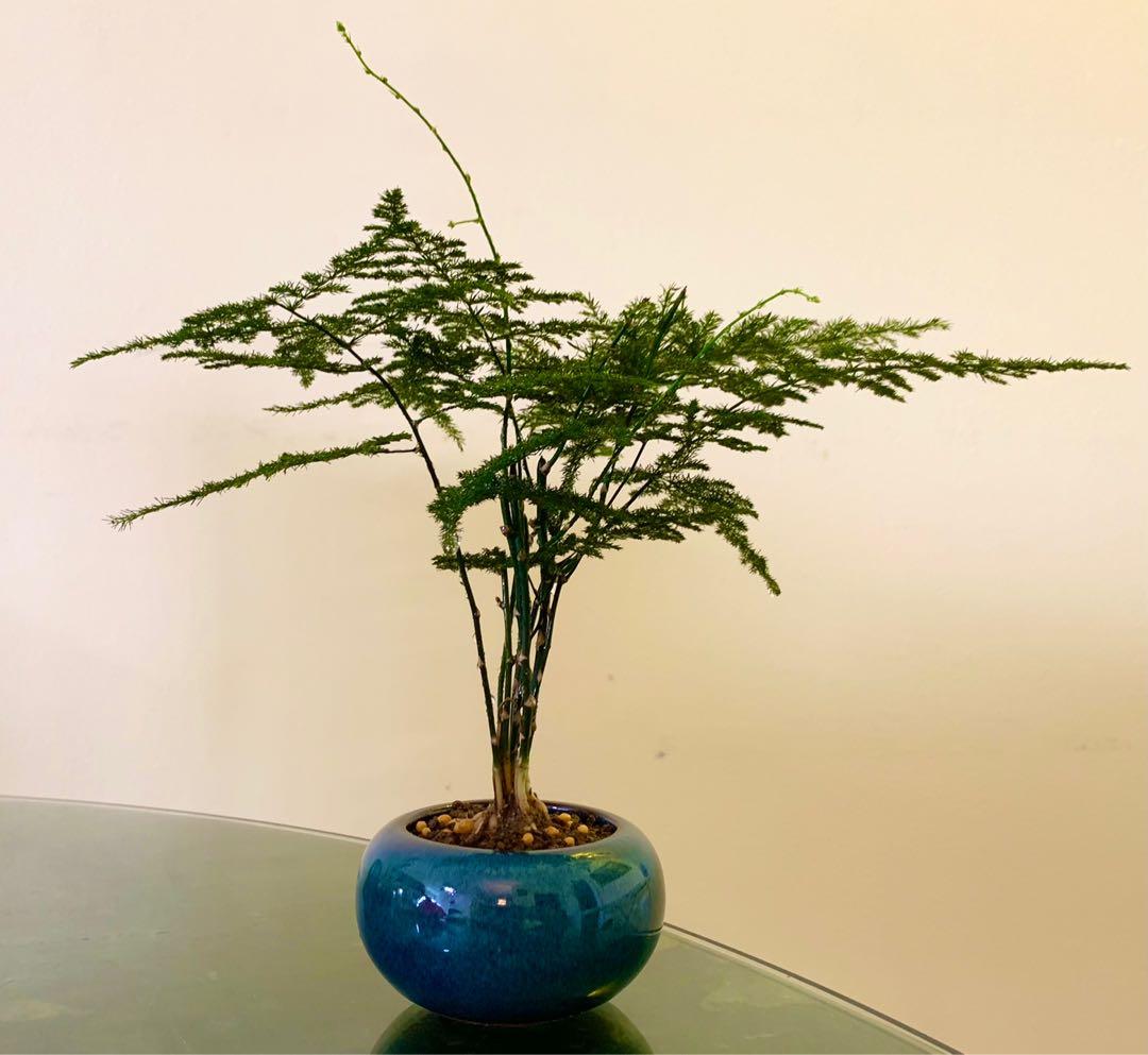 Mini Asparagus Fern Bonsai, Furniture & Home Living, Gardening, Plants ...
