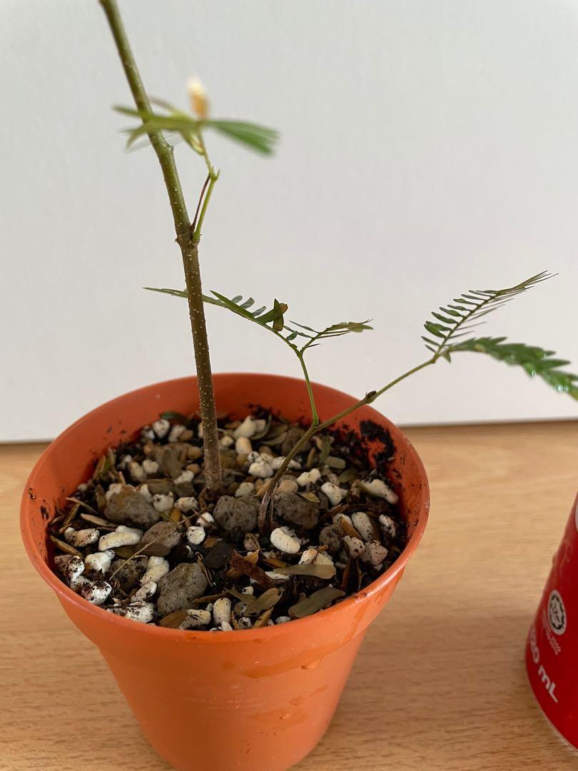 Small Everfresh Tree Pithecellobium Confertum, Furniture & Home Living ...