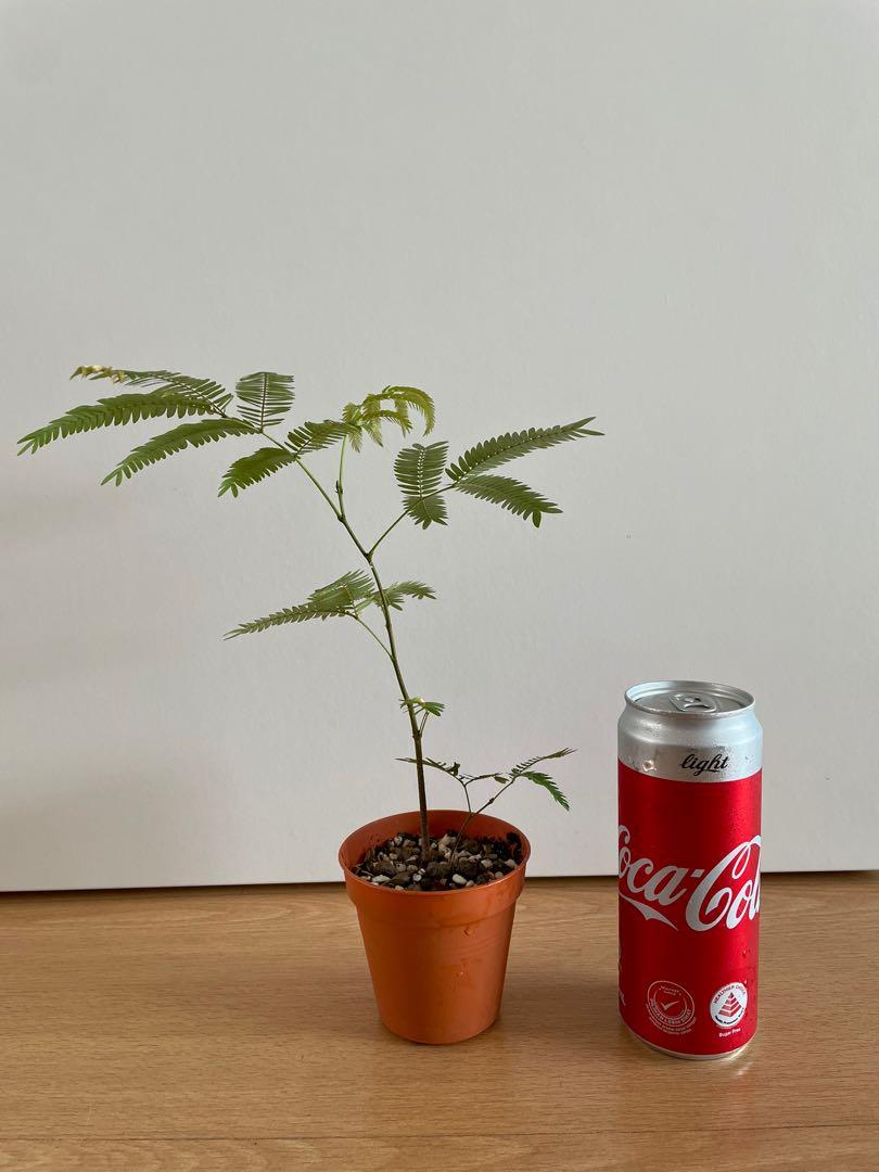 Small Everfresh Tree Pithecellobium Confertum, Furniture & Home Living ...