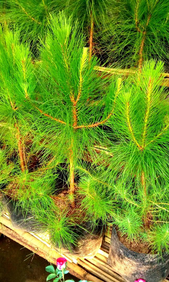 Benguet pine tree plant, Furniture & Home Living, Gardening, Plants ...