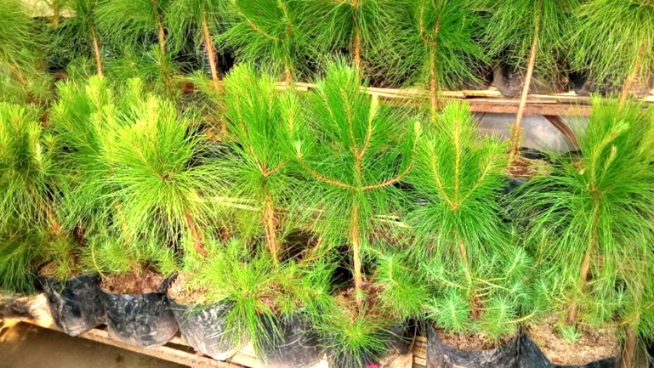 Benguet pine tree plant, Furniture & Home Living, Gardening, Plants ...