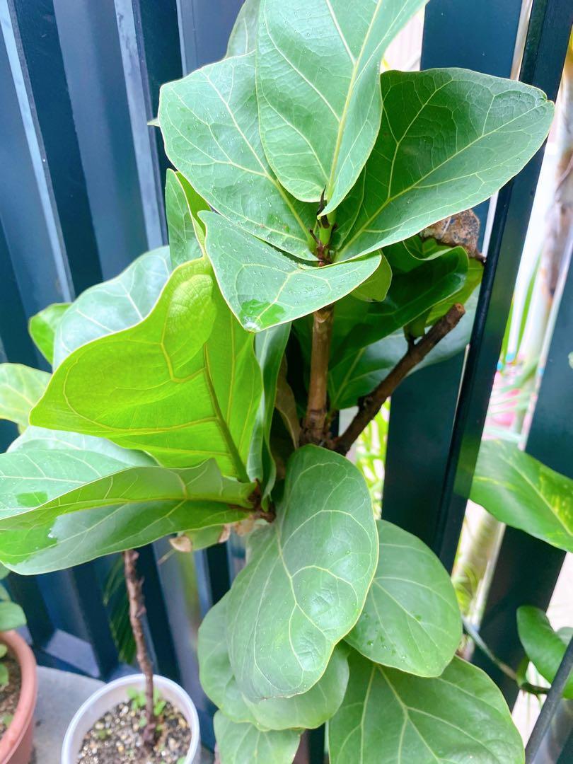 Fiddle fig tree, Furniture & Home Living, Home Decor, Artificial Plants ...