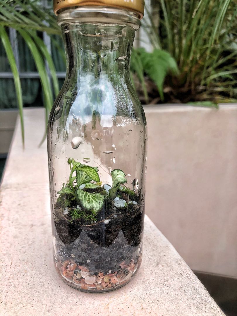 Mini closed terrarium, Furniture & Home Living, Home Decor, Artificial ...