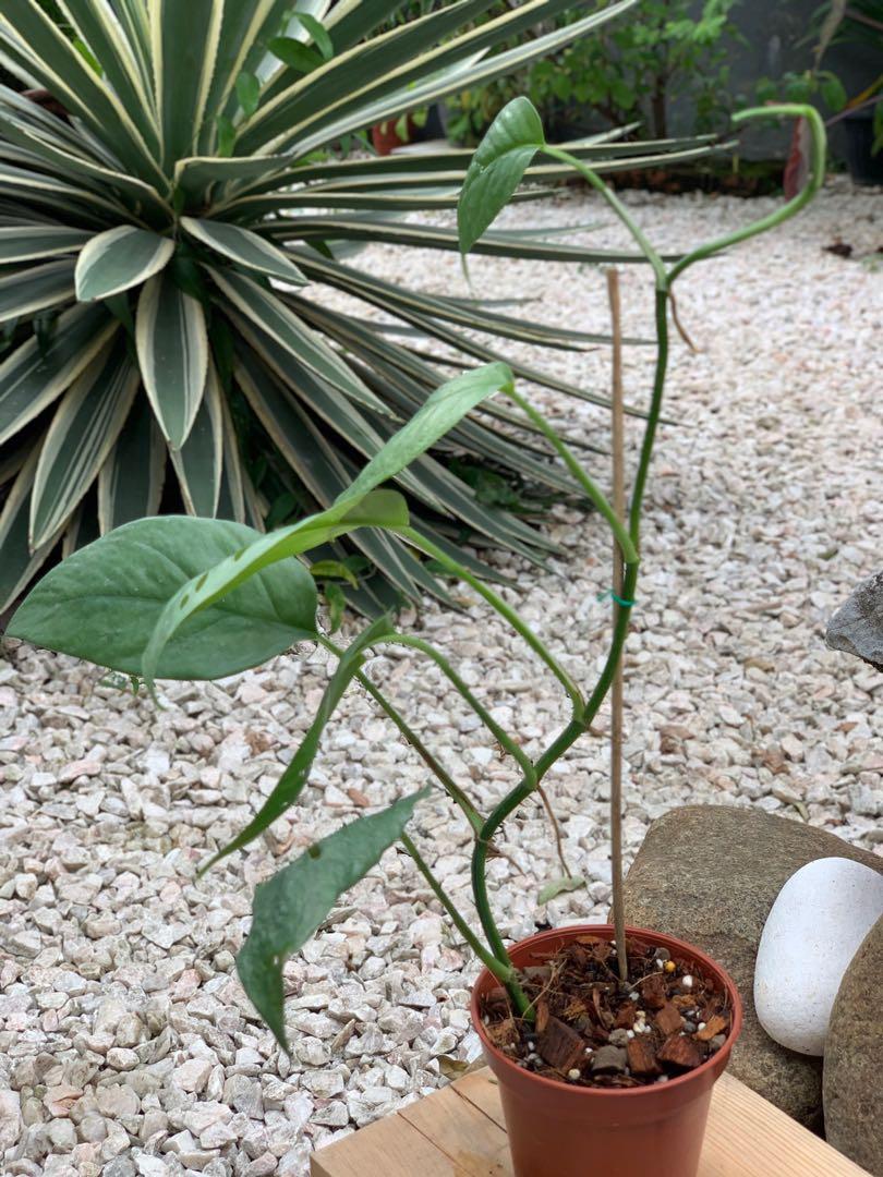 Philodendron Cebu Blue, Furniture & Home Living, Gardening, Plants ...