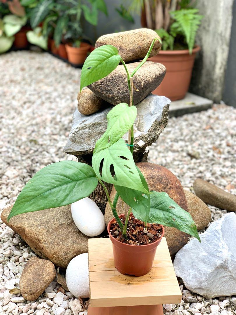 Philodendron Cebu Blue, Furniture & Home Living, Gardening, Plants ...