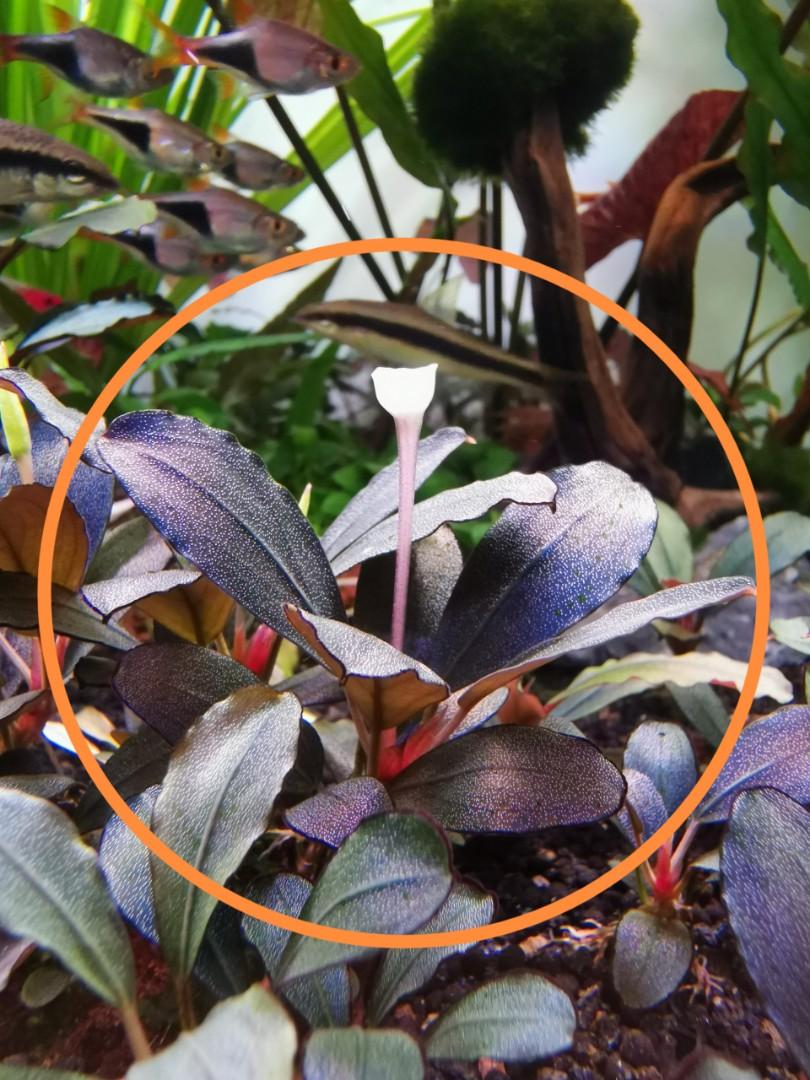 Bucephalandra Pandora SP (Rare Color), Furniture & Home Living ...