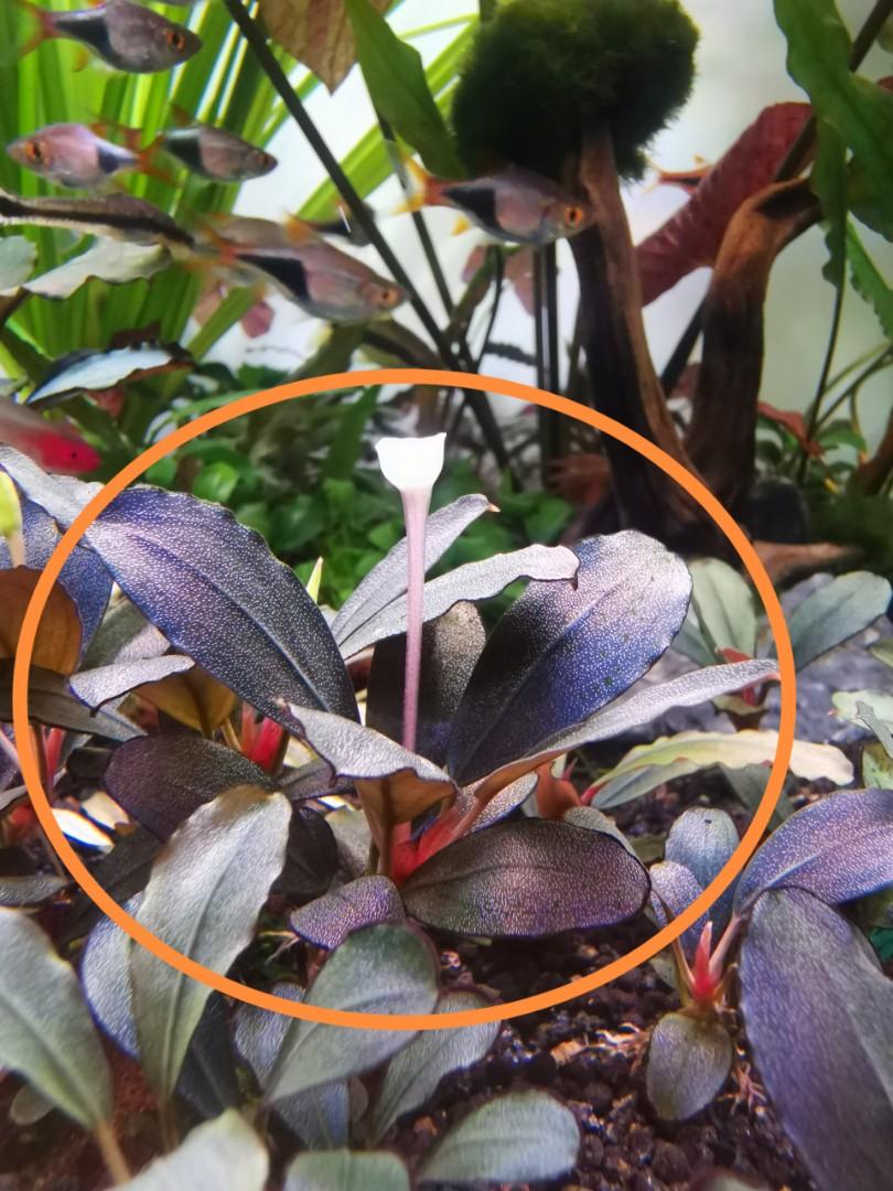 Bucephalandra Pandora SP (Rare Color), Furniture & Home Living ...