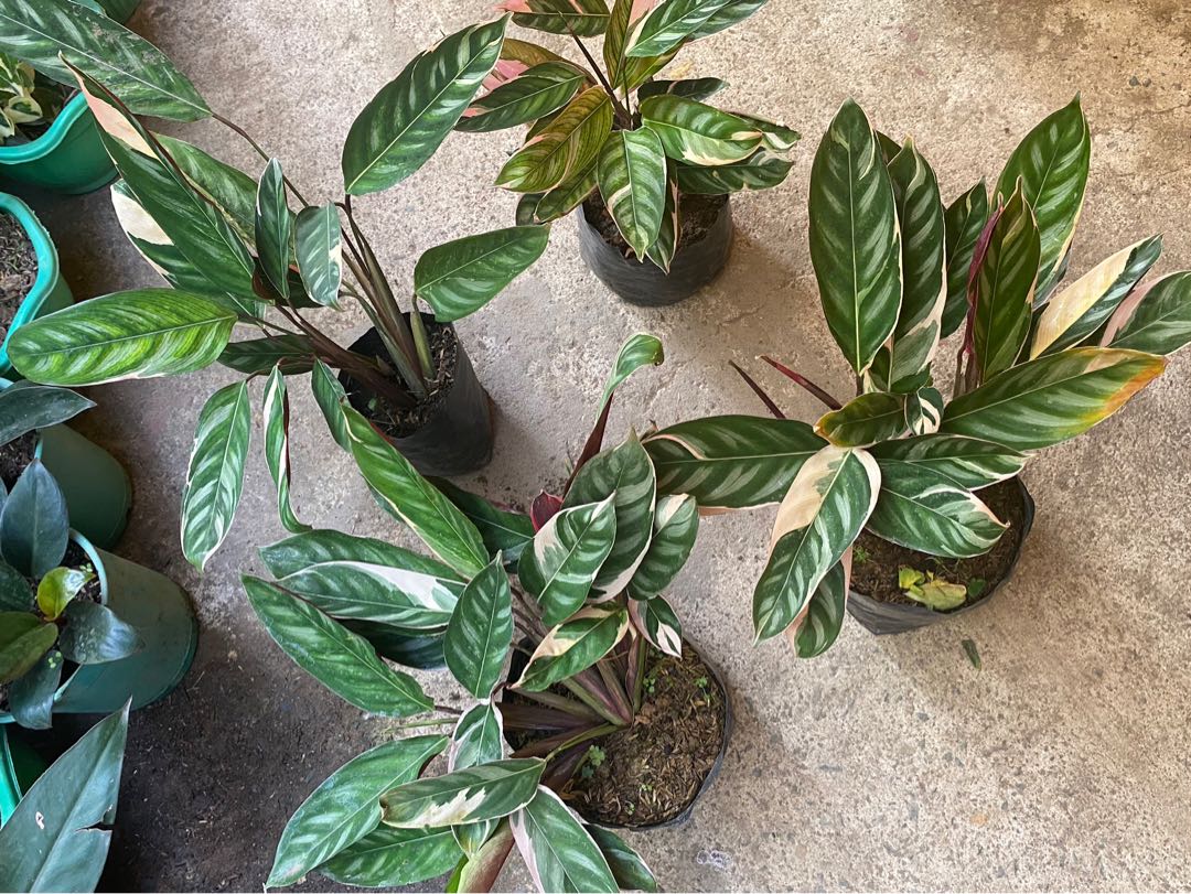 ctenanthe tricolor, Furniture & Home Living, Gardening, Plants & Seeds ...