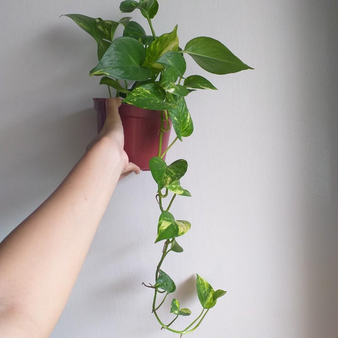 Golden Pothos Indoor Plants Qc Metro Manila Quezon City, Furniture ...