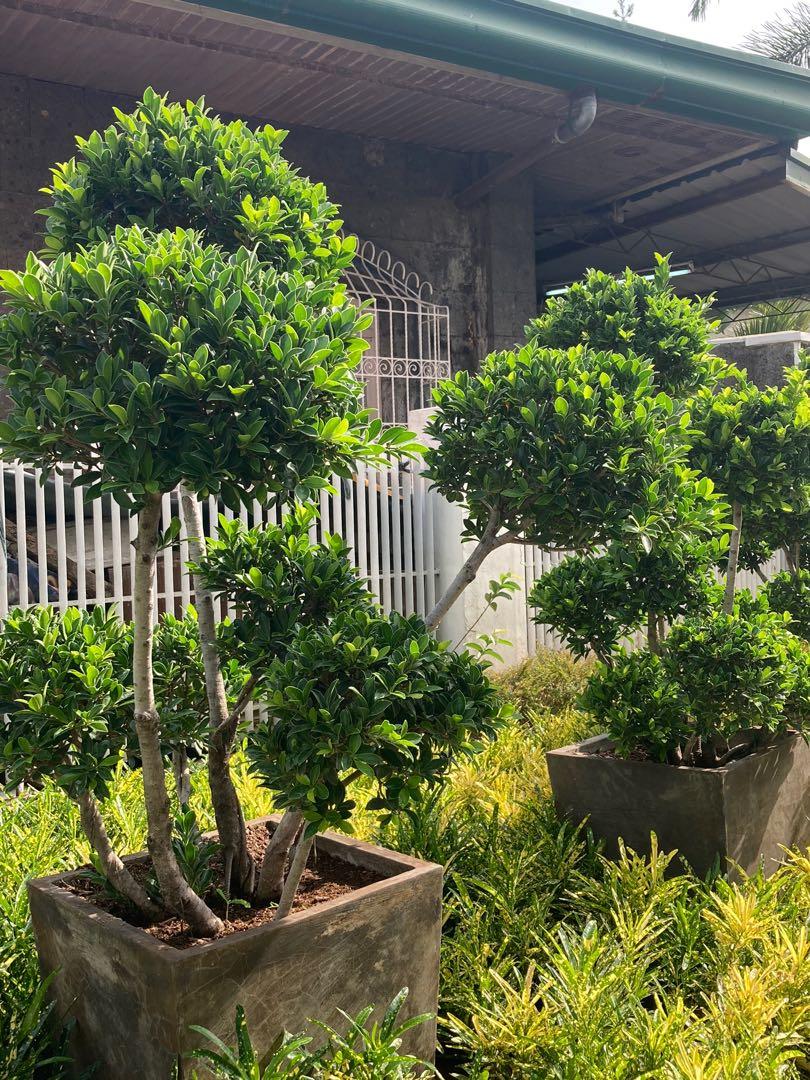 topiary ficus floridana, Furniture & Home Living, Gardening, Plants ...