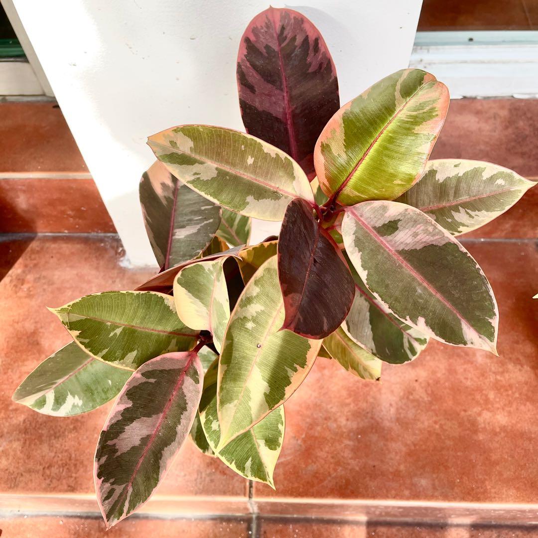 Ruby tineke rubber tree 3 plants in 1, Furniture & Home Living ...