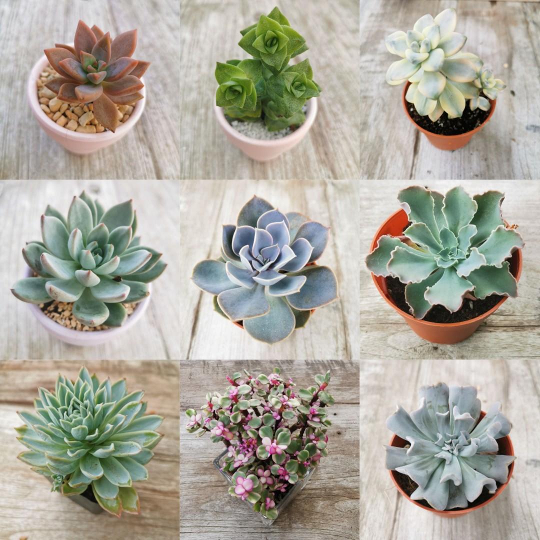 [6.5cm] Assorted Echeveria Succulent plant, Furniture & Home Living ...