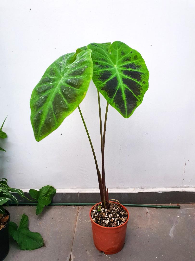 Colocasia illustris, Furniture & Home Living, Gardening, Plants & Seeds ...