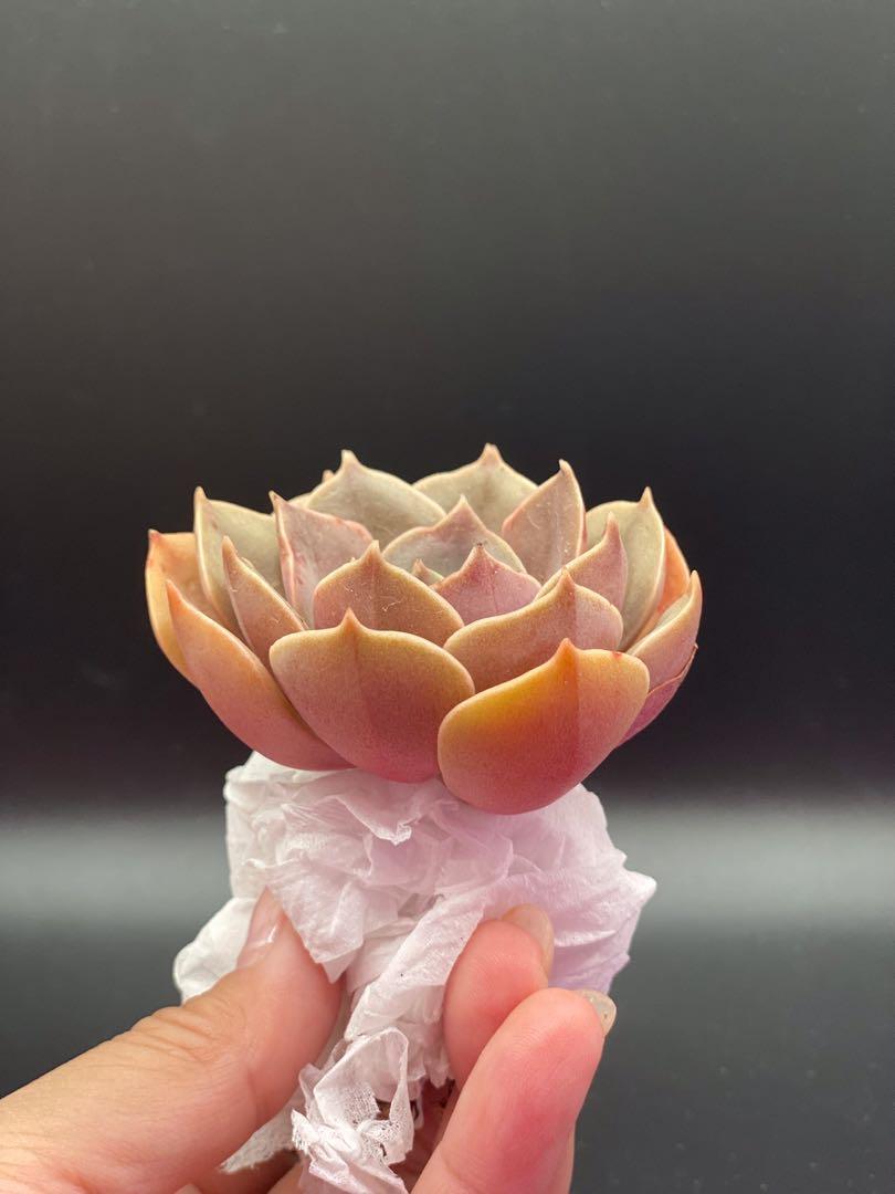 Echeveria Vane - Korean Succulents, Furniture & Home Living, Gardening ...