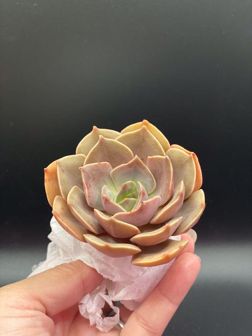 Echeveria Vane - Korean Succulents, Furniture & Home Living, Gardening ...
